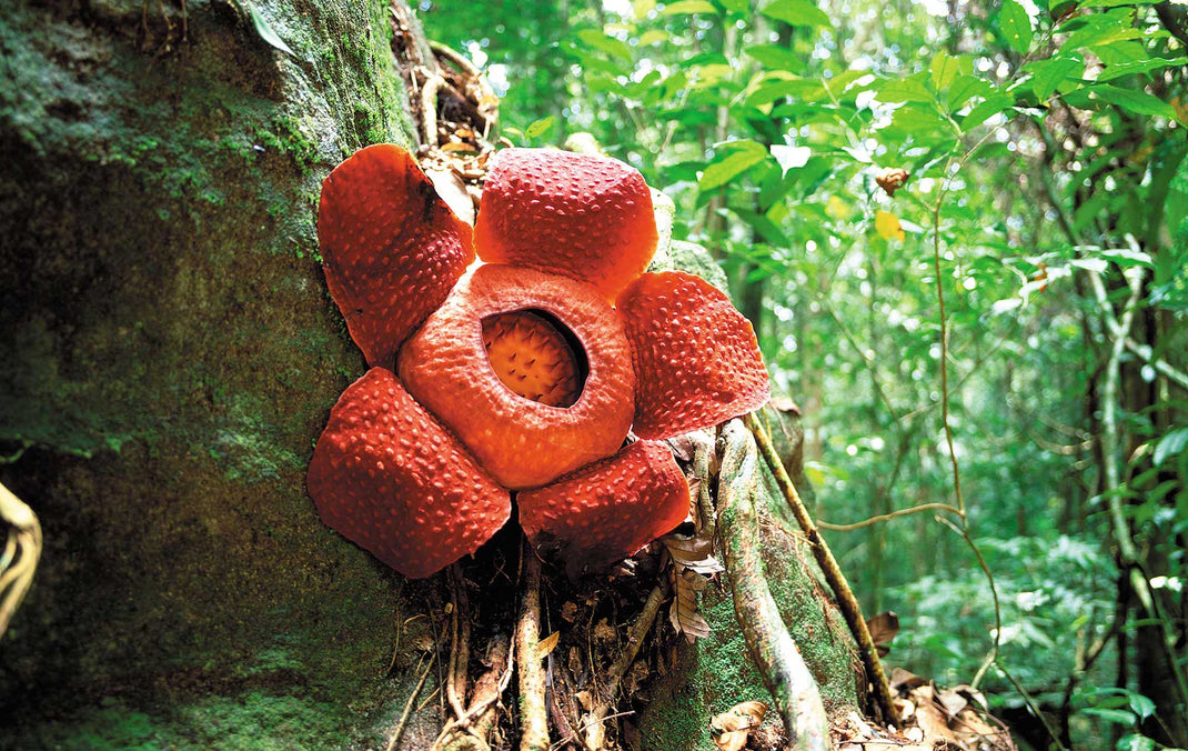 About Us – Borneo Pearls